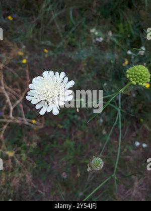 Cream Scabious (Scabiosa ochroleuca) Plantae Stock Photo - Alamy
