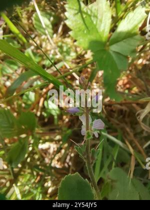 heath speedwell (Veronica officinalis) Plantae Stock Photo - Alamy