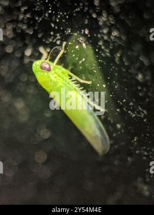 Potato Leafhopper (Empoasca fabae) Insecta Stock Photo - Alamy
