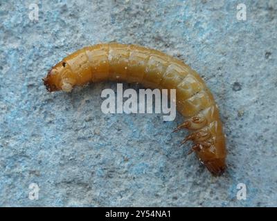 (Selatosomus gravidus) Insecta Stock Photo - Alamy