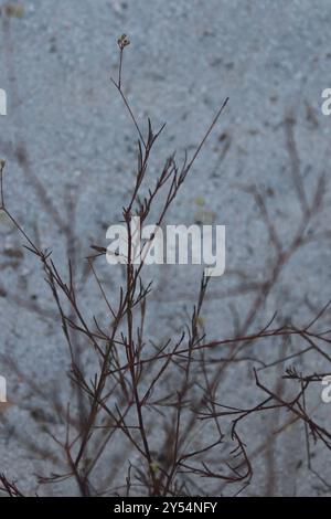 Carrot Tops (Platysace linearifolia) Plantae Stock Photo - Alamy
