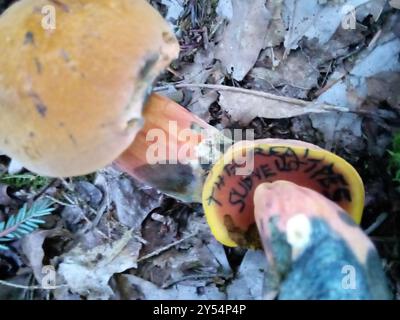 Red-mouth Bolete (Neoboletus subvelutipes) Fungi Stock Photo - Alamy