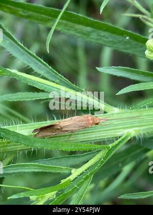 Medium Sedge (Goera pilosa), Insecta, Garnett Wharfe Development, Otley ...