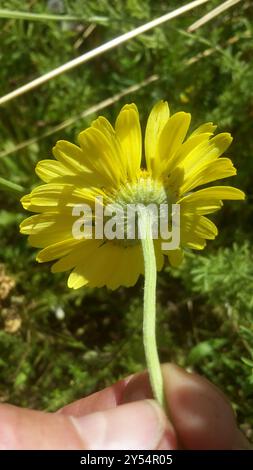 Golden marguerite (Cota tinctoria), Plantae, Schloss Laxenburg ...
