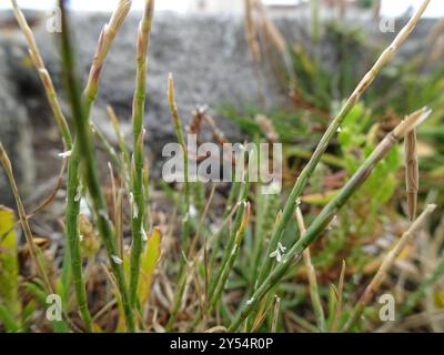Hard-grass (Parapholis strigosa) Plantae Stock Photo - Alamy