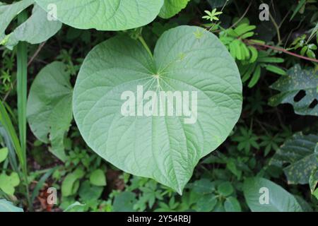 pariparoba (Piper umbellatum) Plantae Stock Photo - Alamy