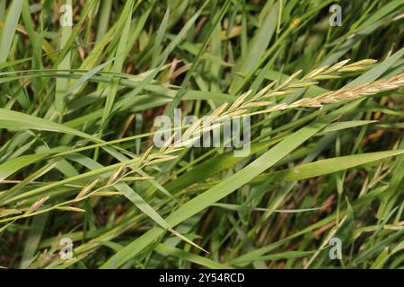 Quack Grass (Elymus repens), Plantae, Road 637, Killarney, ON, CA Stock ...