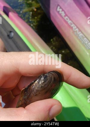 Eastern Floater (Pyganodon cataracta) Mollusca Stock Photo - Alamy