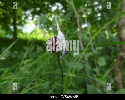 Sand Leek (Allium scorodoprasum) Plantae Stock Photo - Alamy
