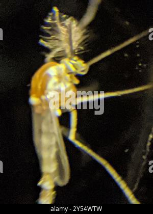 (Procladius bellus) Insecta Stock Photo - Alamy