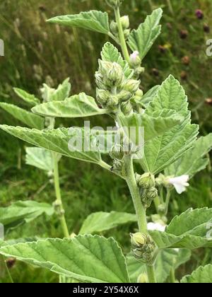 marsh mallow (Althaea officinalis) Plantae Stock Photo - Alamy