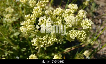 subalpine sulphur flower buckwheat (Eriogonum umbellatum majus) Plantae ...