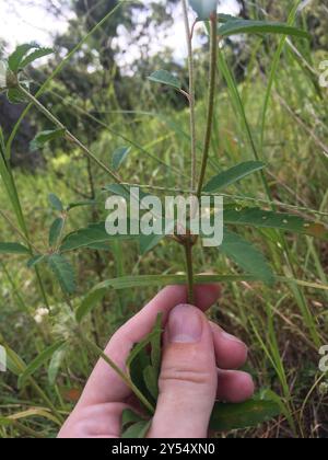 sand croton (Croton glandulosus septentrionalis) Plantae Stock Photo ...