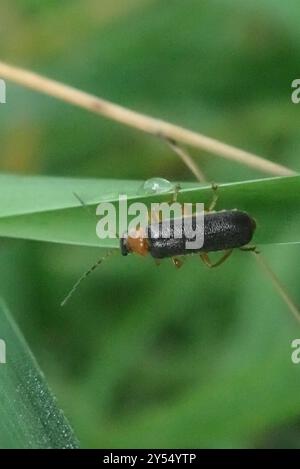(Cantharis nigra) Insecta Stock Photo - Alamy