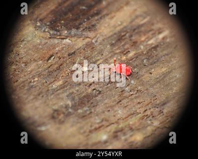 Trombidiform Mites (Trombidiformes) Arachnida Stock Photo - Alamy