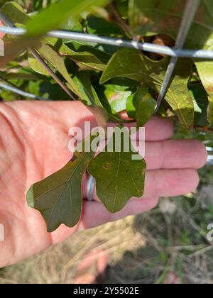water oak (Quercus nigra) Plantae Stock Photo - Alamy