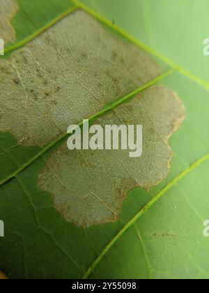 Oak Skeletonizer Moth (Bucculatrix ainsliella) Insecta Stock Photo - Alamy