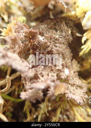 Peppered Moon Lichen (Sticta fuliginosa) Fungi Stock Photo - Alamy