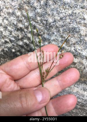Slender Path Rush (Juncus tenuis) Plantae Stock Photo - Alamy