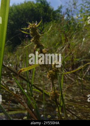 Golden Dock (Rumex maritimus) Plantae Stock Photo - Alamy