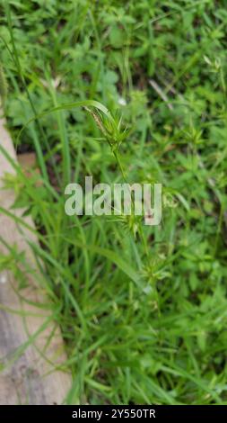northern long sedge (Carex folliculata) Plantae Stock Photo - Alamy