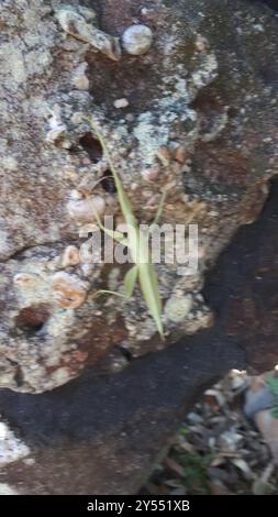 Children's Stick Insect, Tropidoderus childrenii, a large green female ...