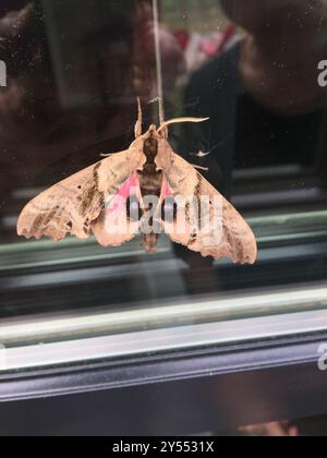 Blinded Sphinx (Paonias excaecata), Insecta, Mile Island Moth Sheet ...