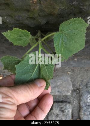 princess tree (Paulownia tomentosa) Plantae Stock Photo - Alamy