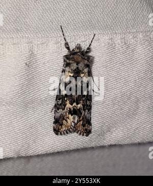 Salt-and-pepper Looper Moth (Syngrapha rectangula) Insecta Stock Photo ...