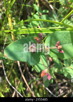 Fraser's marsh St. John's-wort (Hypericum fraseri) Plantae Stock Photo ...