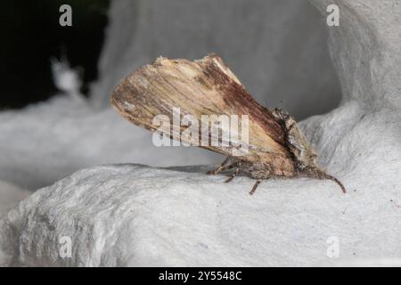 Red-humped Caterpillar Moth (Oedemasia concinna) Insecta Stock Photo ...