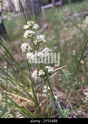 Northern Bedstraw (Galium boreale), Plantae, Minneapolis Stock Photo ...