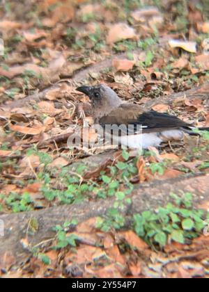 Gray Treepie (Dendrocitta formosae) Aves Stock Photo - Alamy