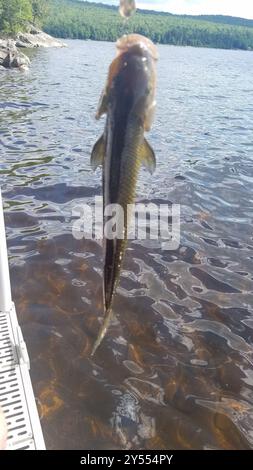 Fallfish (Semotilus corporalis) Actinopterygii Stock Photo - Alamy