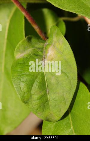 (Erysiphe lonicerae) Fungi Stock Photo - Alamy