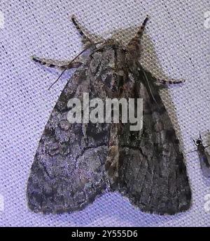 Brother Moth (Raphia frater) Insecta Stock Photo - Alamy