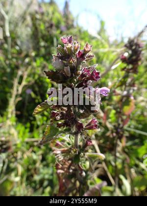 Black horehound (Ballota nigra) Plantae Stock Photo - Alamy