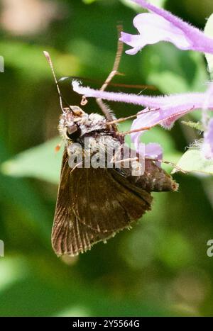Northern Broken-Dash (Polites egeremet) Insecta Stock Photo - Alamy