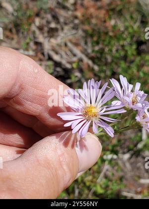 western aster (Symphyotrichum ascendens) Plantae Stock Photo - Alamy