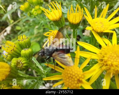 Red Spotted Parasite Fly (Eriothrix rufomaculata) Insecta Stock Photo ...
