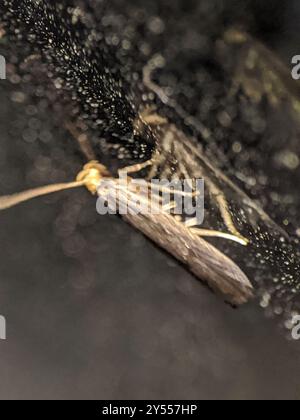 Curved-horn Moths (Gelechioidea) Insecta Stock Photo - Alamy