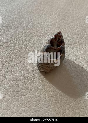 Eastern Mudsnail (Ilyanassa obsoleta) Mollusca Stock Photo - Alamy