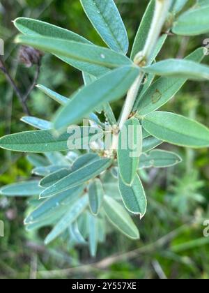 round-headed bush clover (Lespedeza capitata) Plantae Stock Photo - Alamy