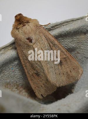 The Clay (Mythimna ferrago) Insecta Stock Photo - Alamy