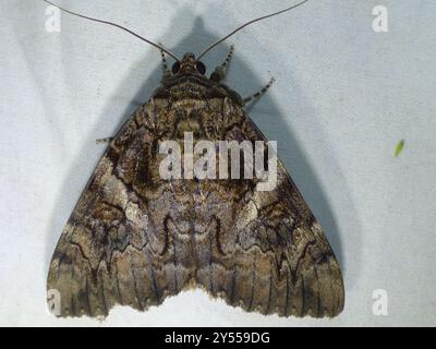 Penitent Underwing (Catocala piatrix) Insecta Stock Photo - Alamy
