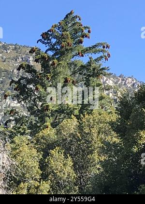 sugar pine (Pinus lambertiana) Plantae Stock Photo - Alamy