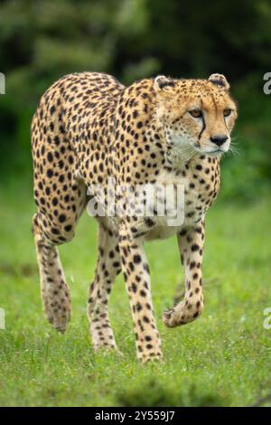 Female cheetah crosses short grass lifting paw Stock Photo - Alamy