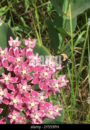 Common Digger Bees (Anthophora), Insecta, Westwood, Los Angeles, CA ...