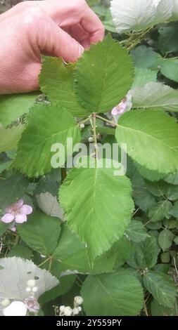 brambles (Rubus) Plantae Stock Photo - Alamy