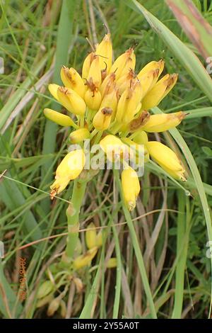 Krauss' Grass Aloe (Aloe kraussii) Plantae Stock Photo - Alamy